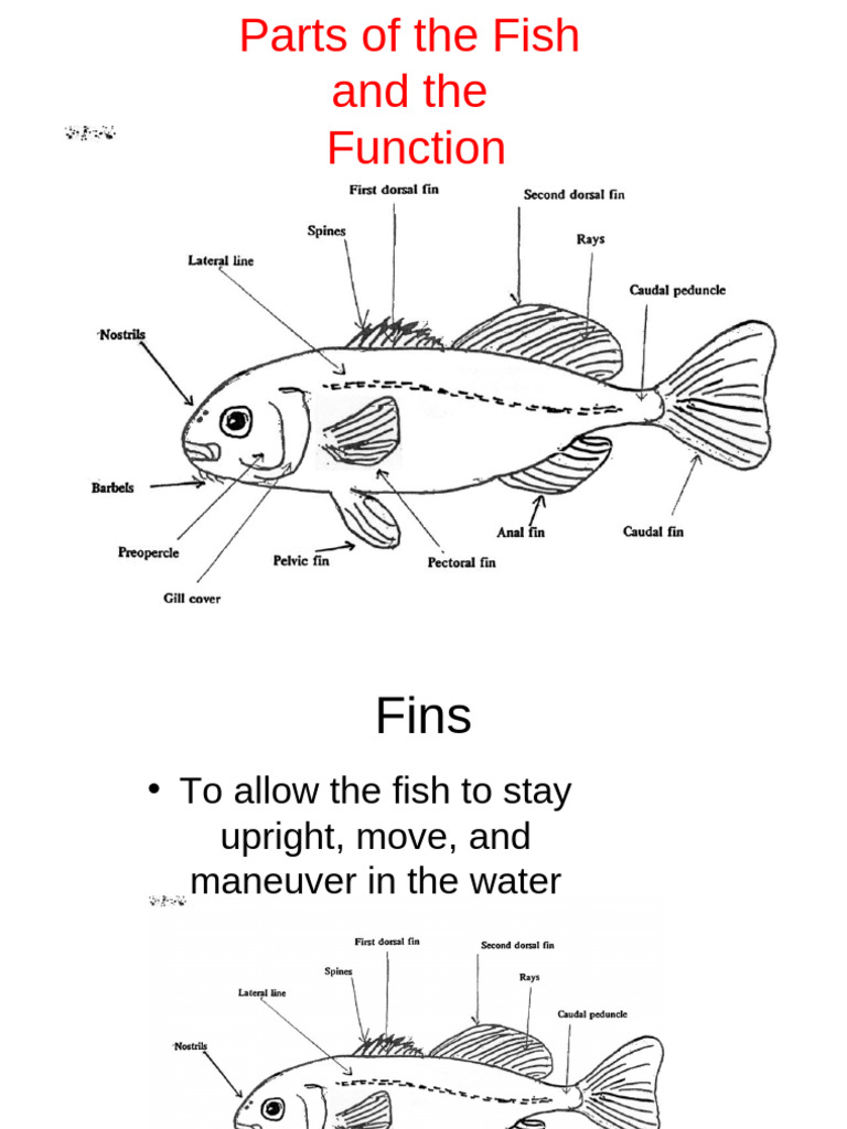 Parts of Fish Function | PDF