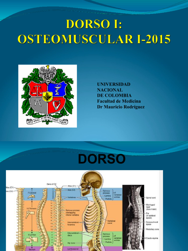 Dorso I | PDF | Vértebra | La columna vertebral