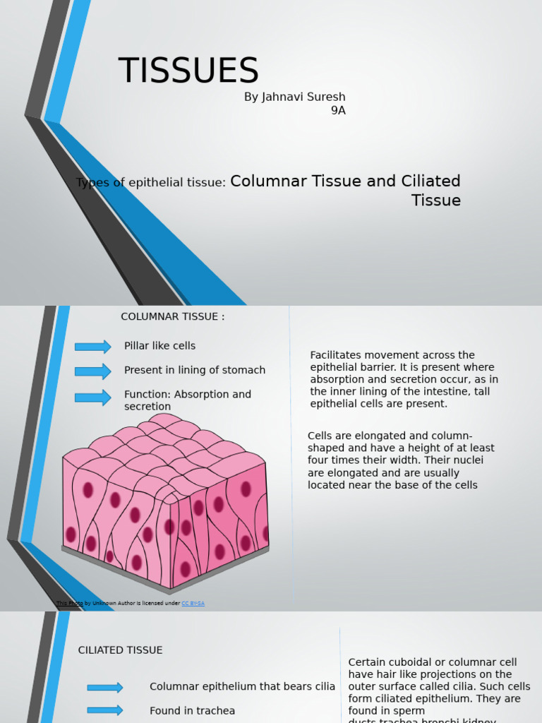 TISSUES | PDF | Epithelium | Tissue (Biology)