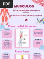 Músculos de La Mano: Eminencia Tenar Eminencia Hipotenar Parte Media ...