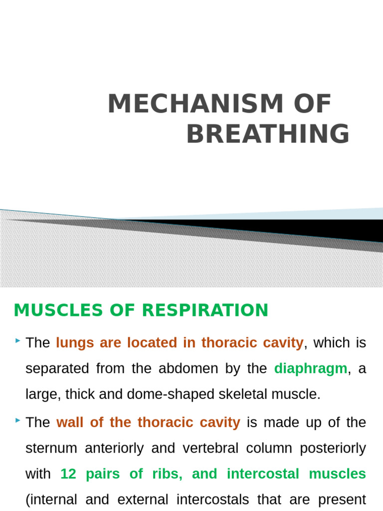 Lec3, 4'5, Mechanics of Breathing - I | PDF | Thorax | Respiratory System