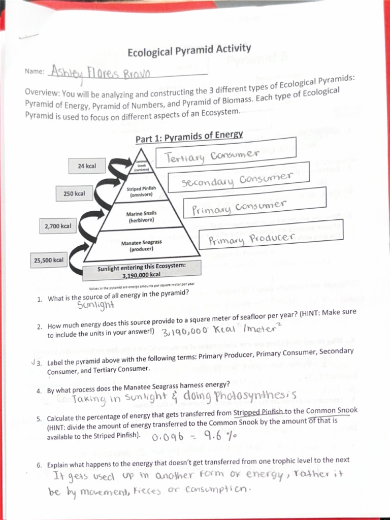 Ecological Pyramid Activity | PDF