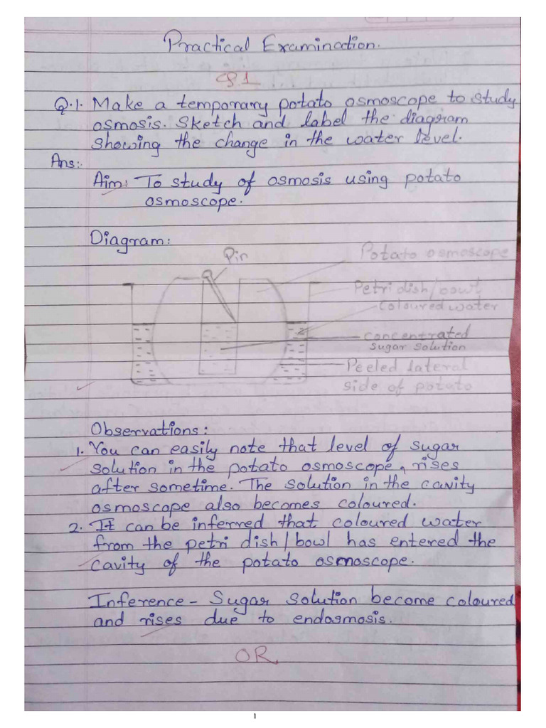 Bio Practical Examination | PDF