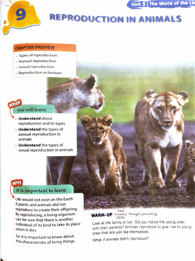 Understanding Animal Reproduction | PDF | Fertilisation | Reproductive ...