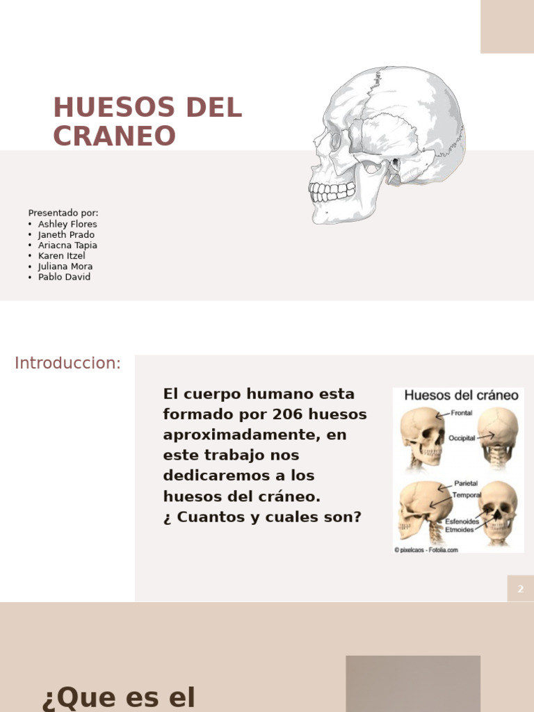 craneo^.^ | PDF | Cráneo | Sistema musculoesquelético
