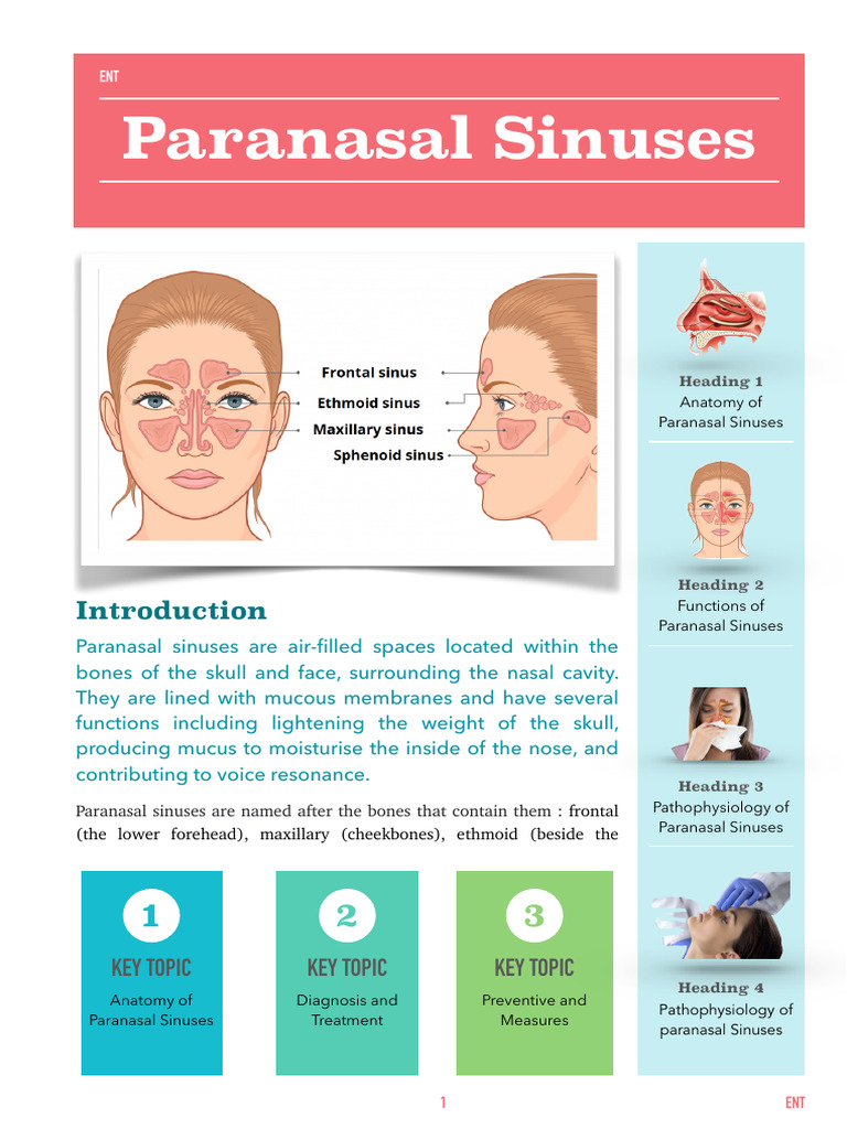 Paranasal Sinuses by NTN | PDF | Human Nose | Clinical Medicine