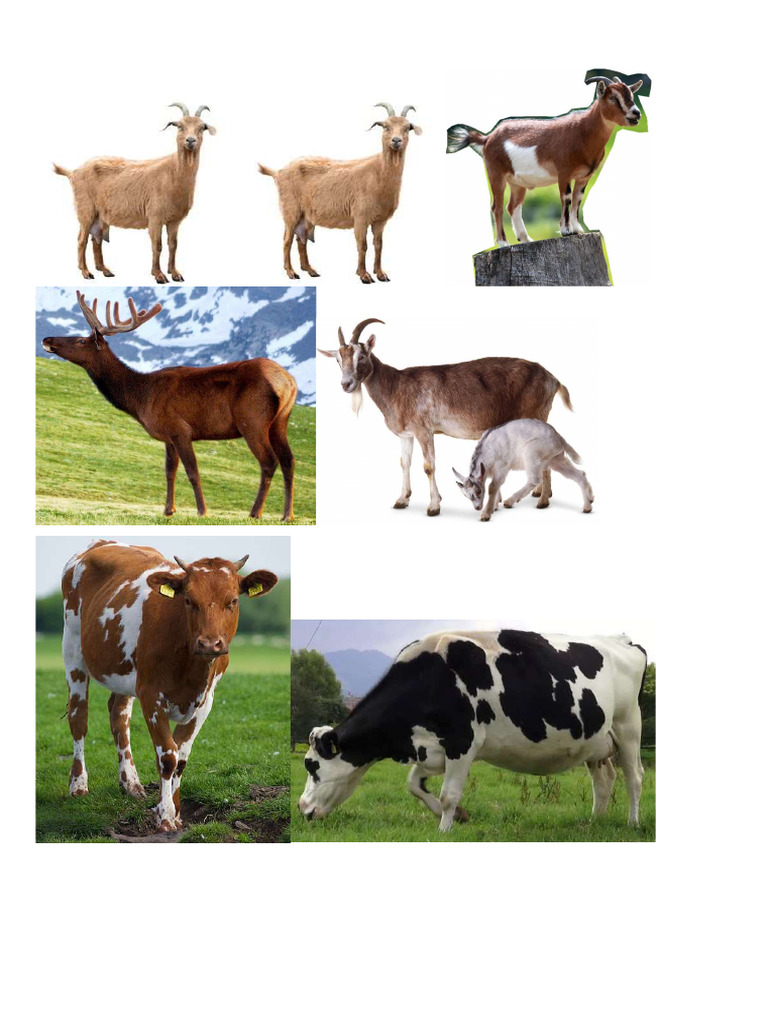 task picture goat | PDF