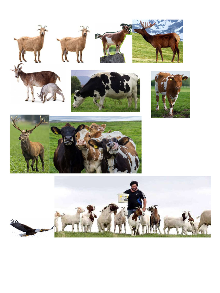 Goat and Cow | PDF