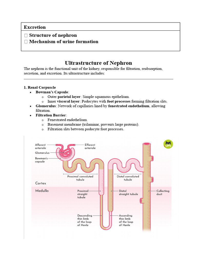 Excretion notes | PDF | Urinary System | Kidney