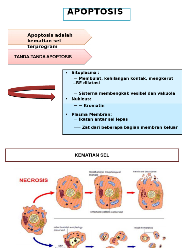 Apoptosis Sel | PDF