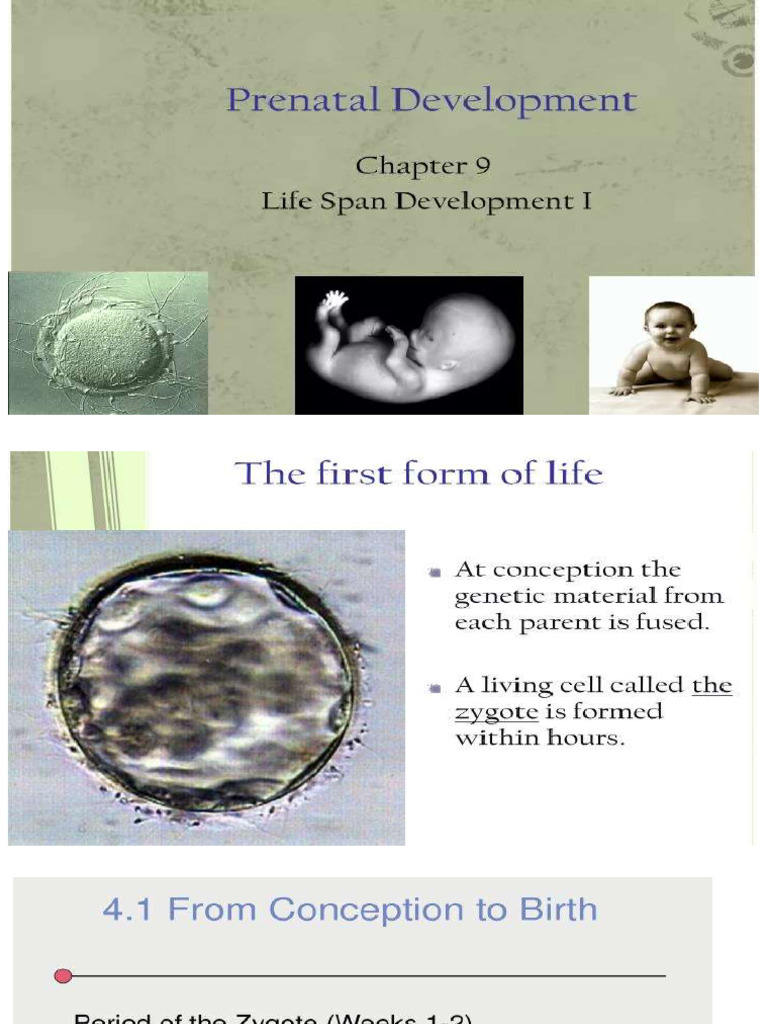 Prenatal Development | PDF