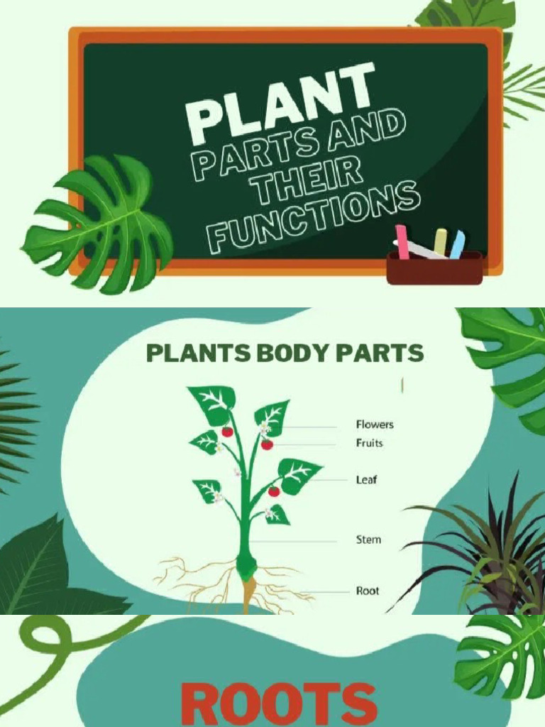 Parts of The Plants | PDF