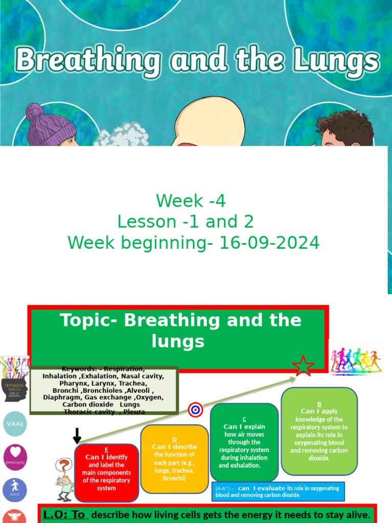 Week 4 Lesson 1 Breathing and The Lungs Powerpoint Year 8 | PDF ...
