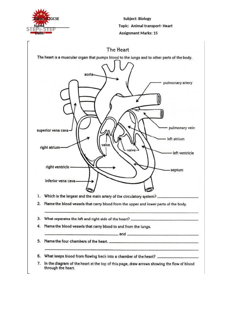 the heart work sheet | PDF