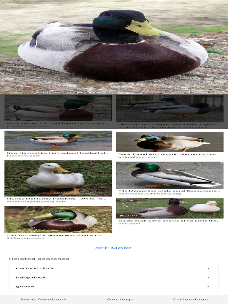 Duck - Google Search | PDF