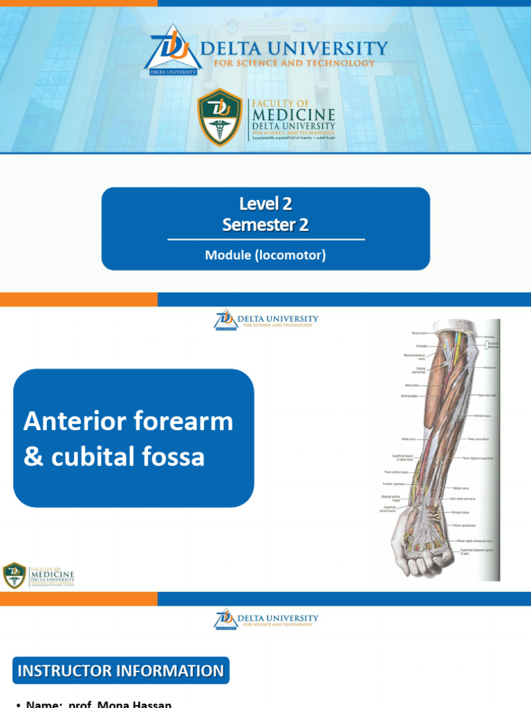 Anatomy l6 | PDF | Human Anatomy | Limbs (Anatomy)