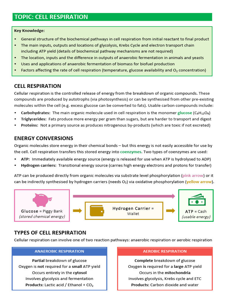 Cell Respiration | PDF | Cellular Respiration | Adenosine Triphosphate