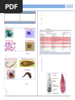 Trematode Flukes: Types and Characteristics | PDF | Zoology | Parasitology