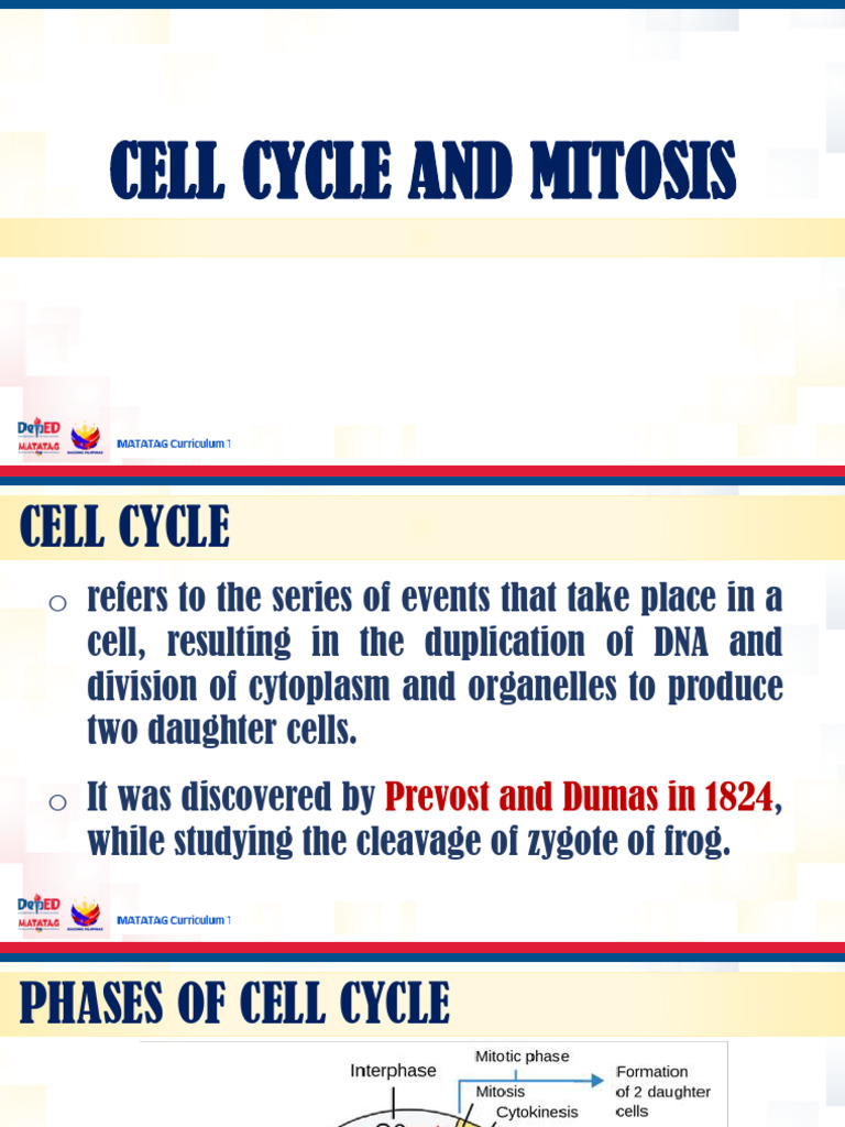 Q2 PPT 7 Cell Cycle and Mitosis | PDF | Mitosis | Chromosome