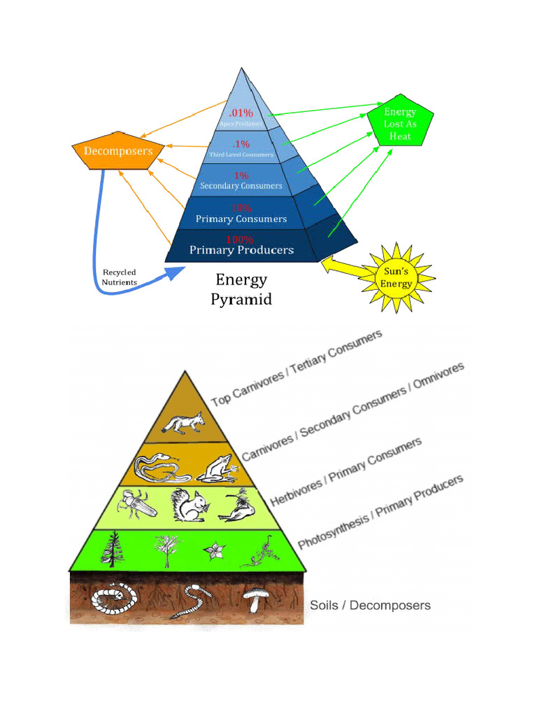 Ecological Pyramids | PDF