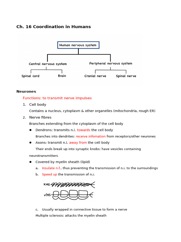 Human Nervous System Coordination Explained | PDF | Neuron | Axon