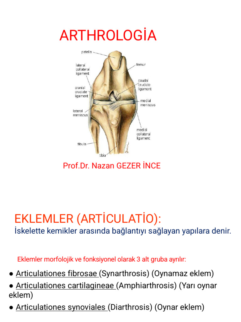 Eklemler - Nazan | PDF