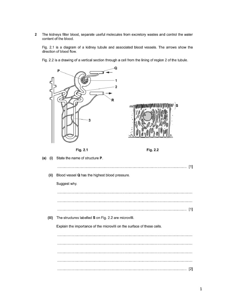 Paper 4 Biology u1-u21 | PDF