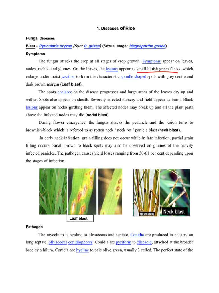 Diseases of Paddy | PDF
