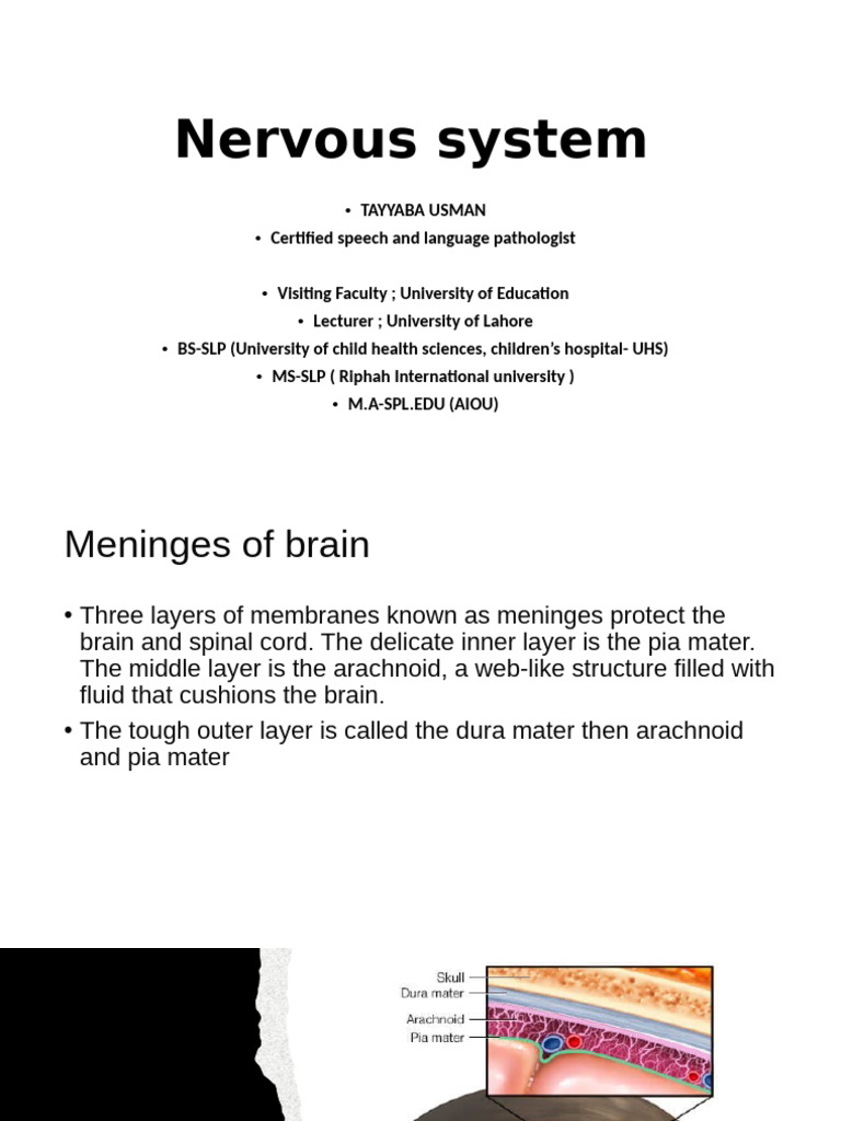 lec 2 CNS,PNS | PDF | Cerebrospinal Fluid | Autonomic Nervous System