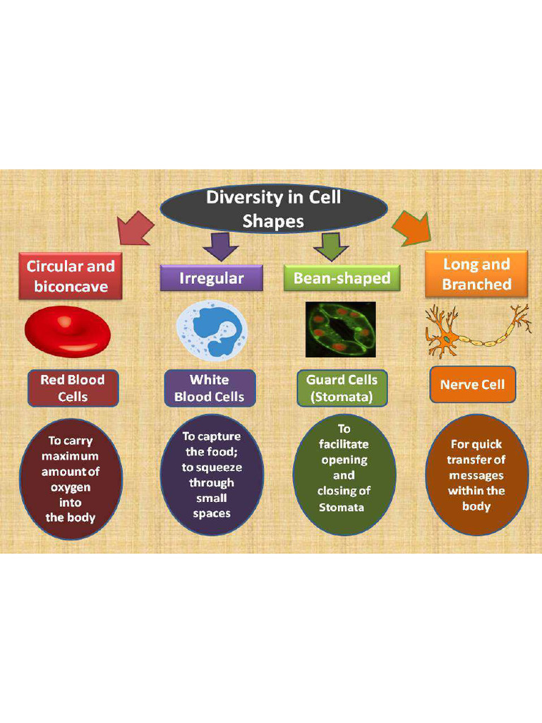 Diversity inCellShapesRow50 | PDF