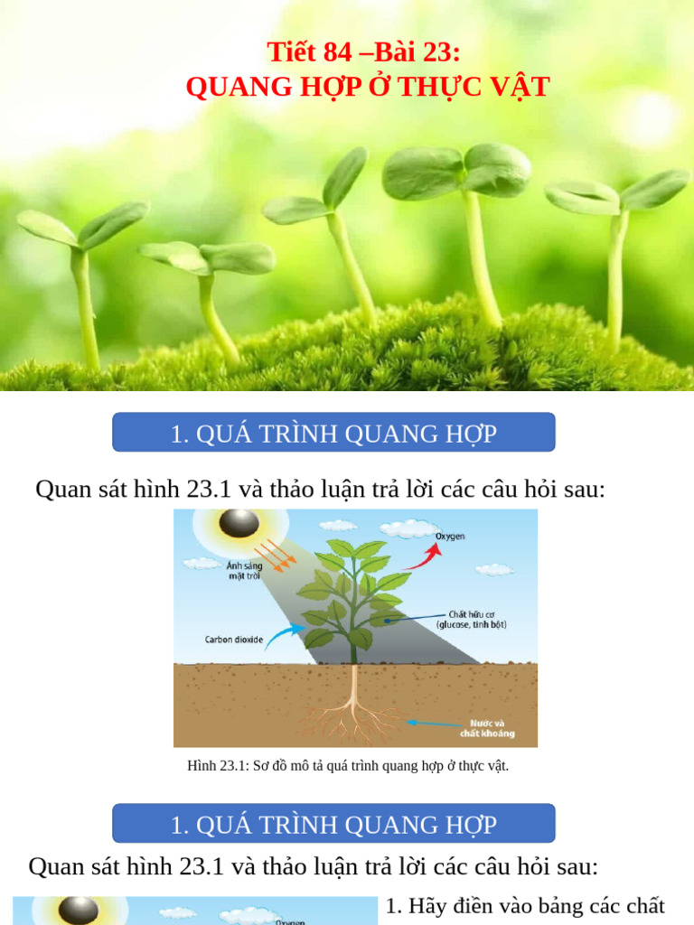 Khoa Hoc Tu Nhien 7 Bai 23 Quang Hop o Thuc Vat | PDF