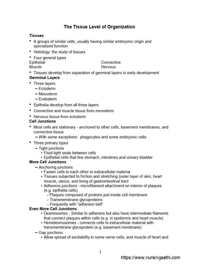 Tissue Level of Organization | PDF | Epithelium | Connective Tissue