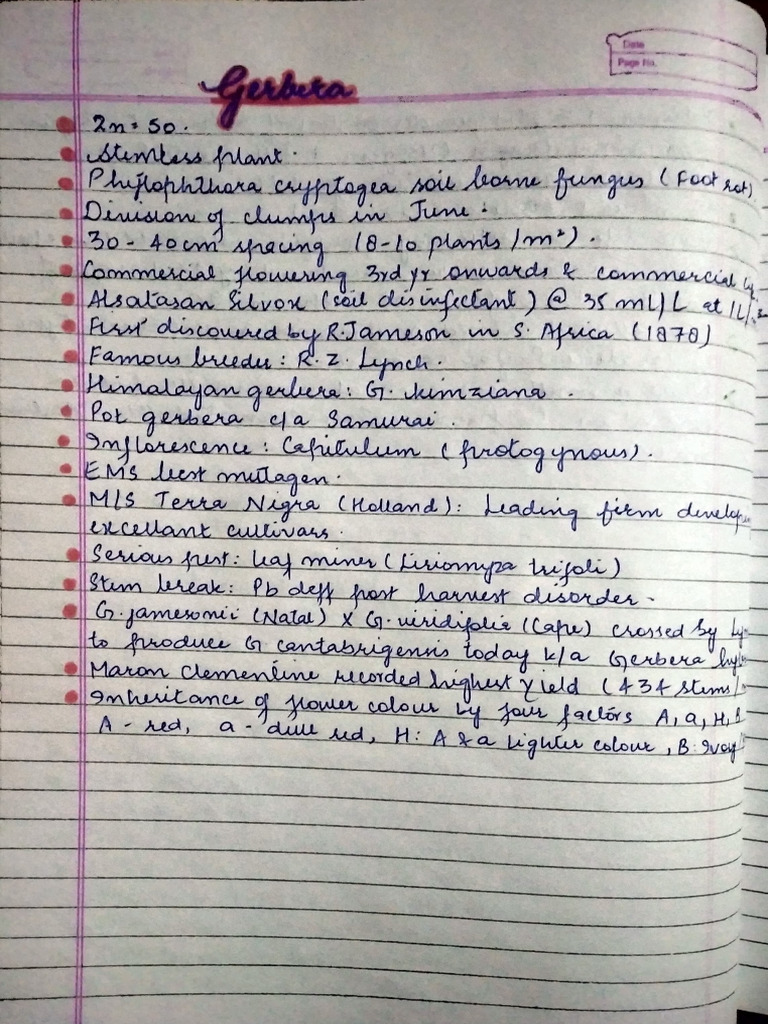 Gerbera | PDF