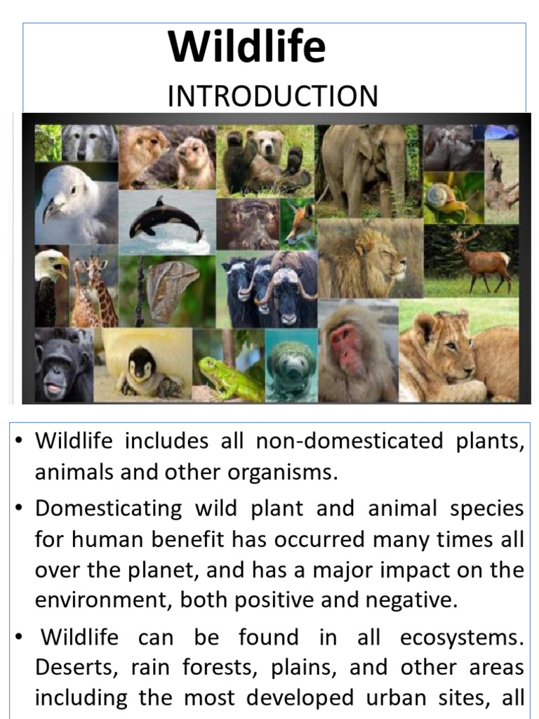 Wildlife Diversity in Pakistan | PDF | Wildlife | Natural Environment