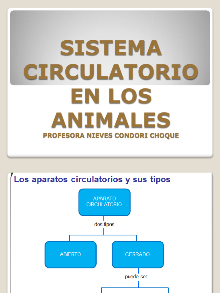 (Template) SISTEMA CIRCULATORIO DIAPOSITIVA | PDF