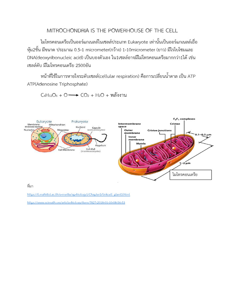 Mitrochondria Is The Powerhouse of The Cell | PDF