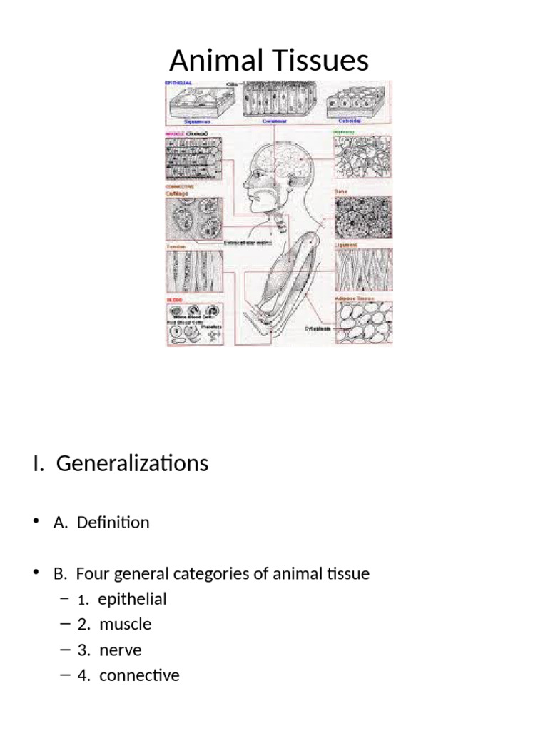 Animal Tissues | PDF