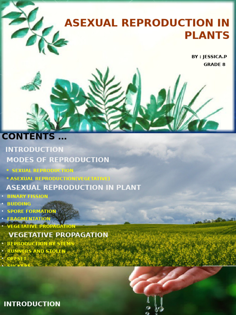 Asexual Reproduction in Plants Explained | PDF