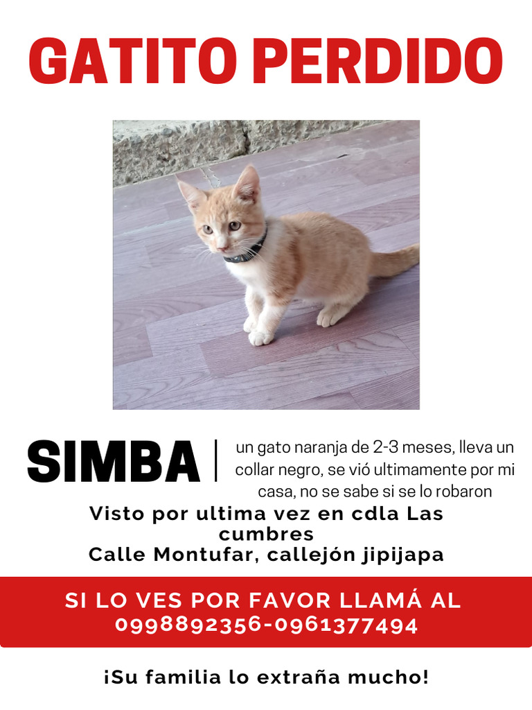 cartel poster flyer gato perdido mascota perro missing pet | PDF