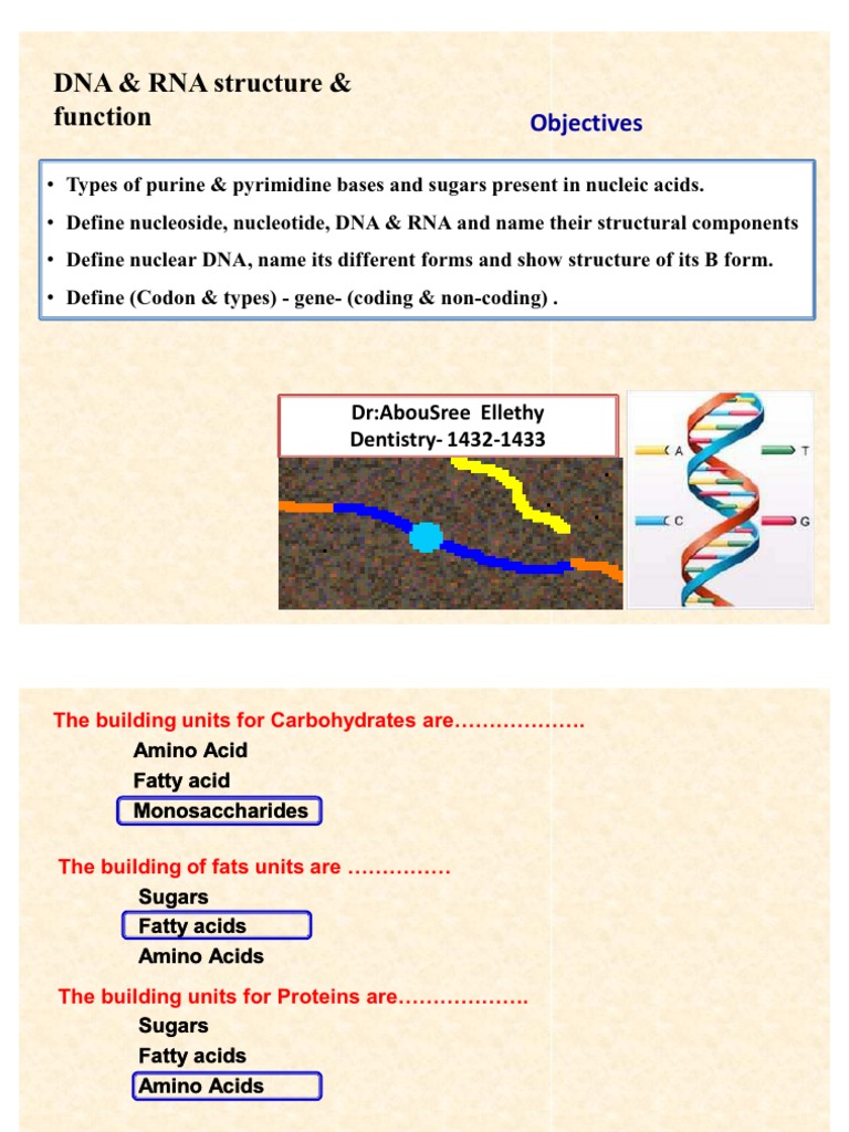 1 DNA Structure | PDF