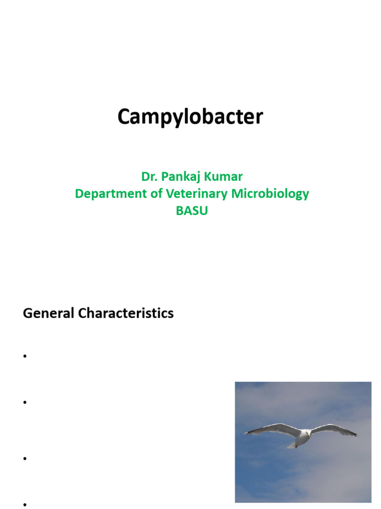 Campylobacter | PDF | Medical Specialties | Microbiology