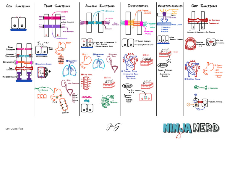 Cell Junctions Illustrations Atf | PDF