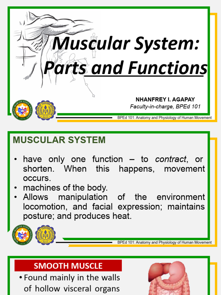 BPEd 101 - Muscular System.pptx | PDF | Foot | Arm