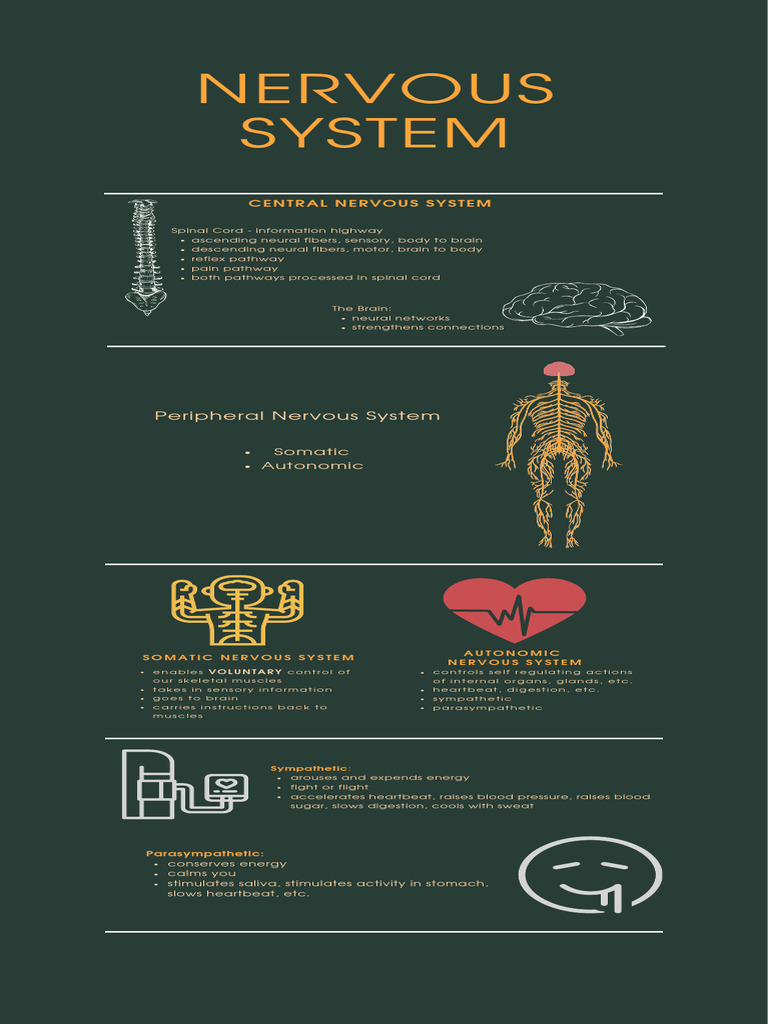 nervous system infographic | PDF