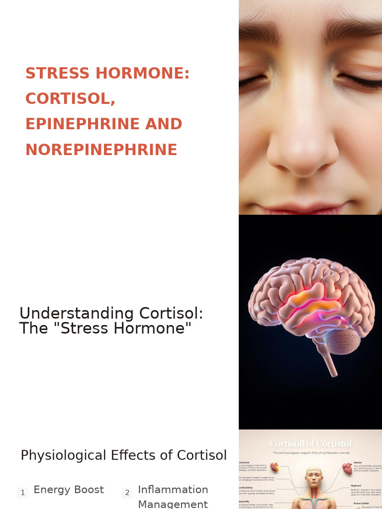 Understanding Cortisol and Stress Hormones | PDF | Norepinephrine ...