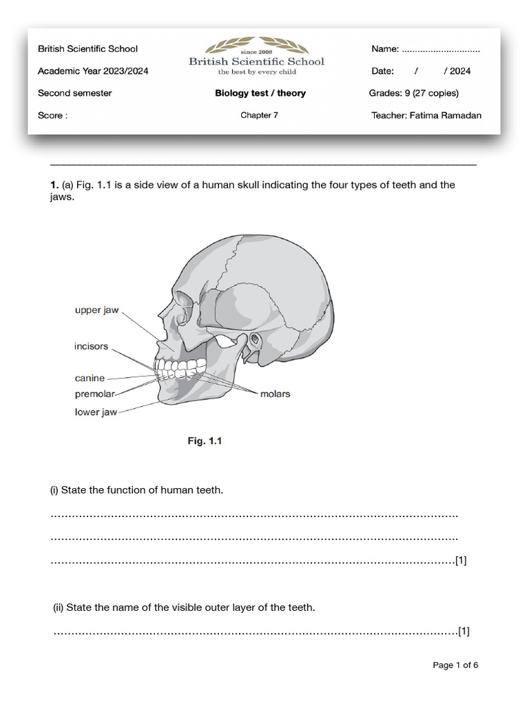 Human Teeth And Digestion Guide Pdf Tooth Anatomy