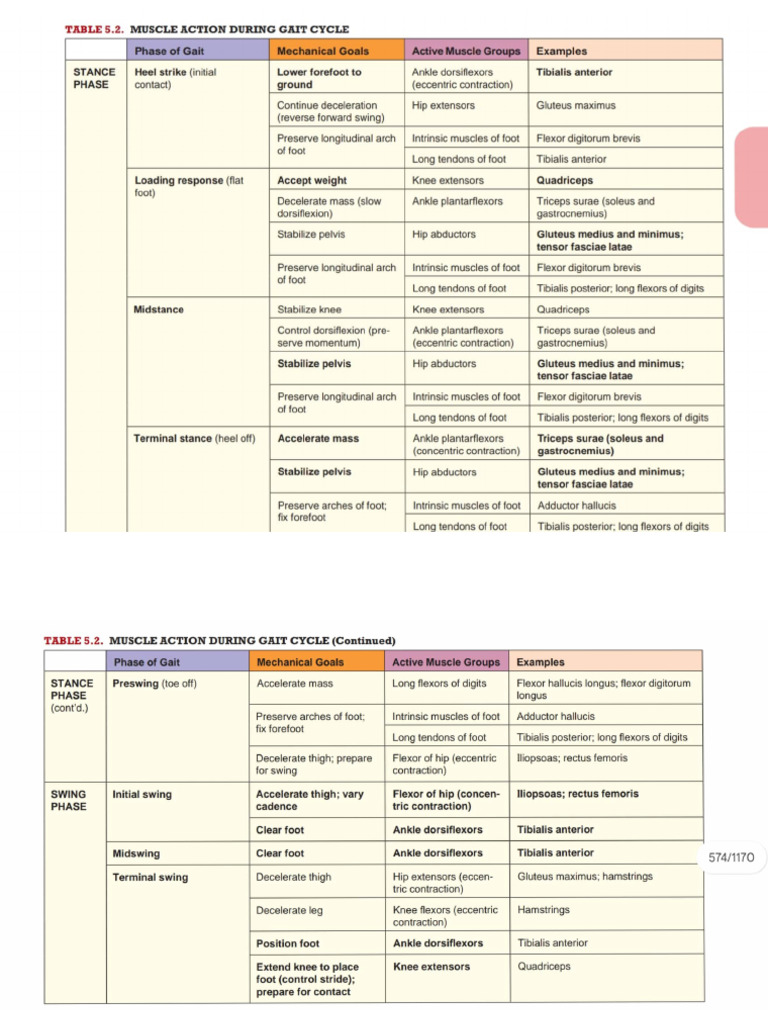 Lower Limb Muscle Tables KLM | PDF