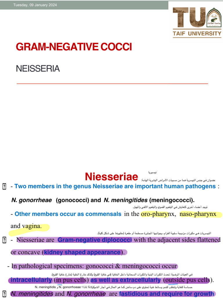 3 Gram Negative Cocci | PDF