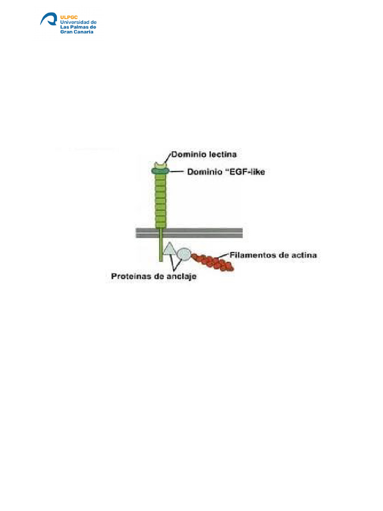 Función y Enfermedades de la Selectina P | PDF | Inflamación | Plaqueta