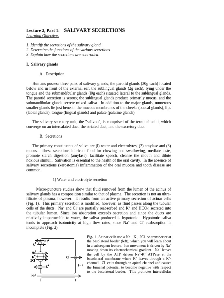 Lecture 2 Part 1 - SalivarySecretion | PDF | Animal Anatomy